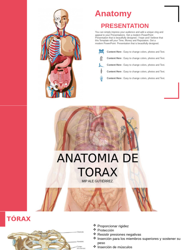 Anatomía del Tórax y Procedimientos | PDF | Anatomy | Human Eye