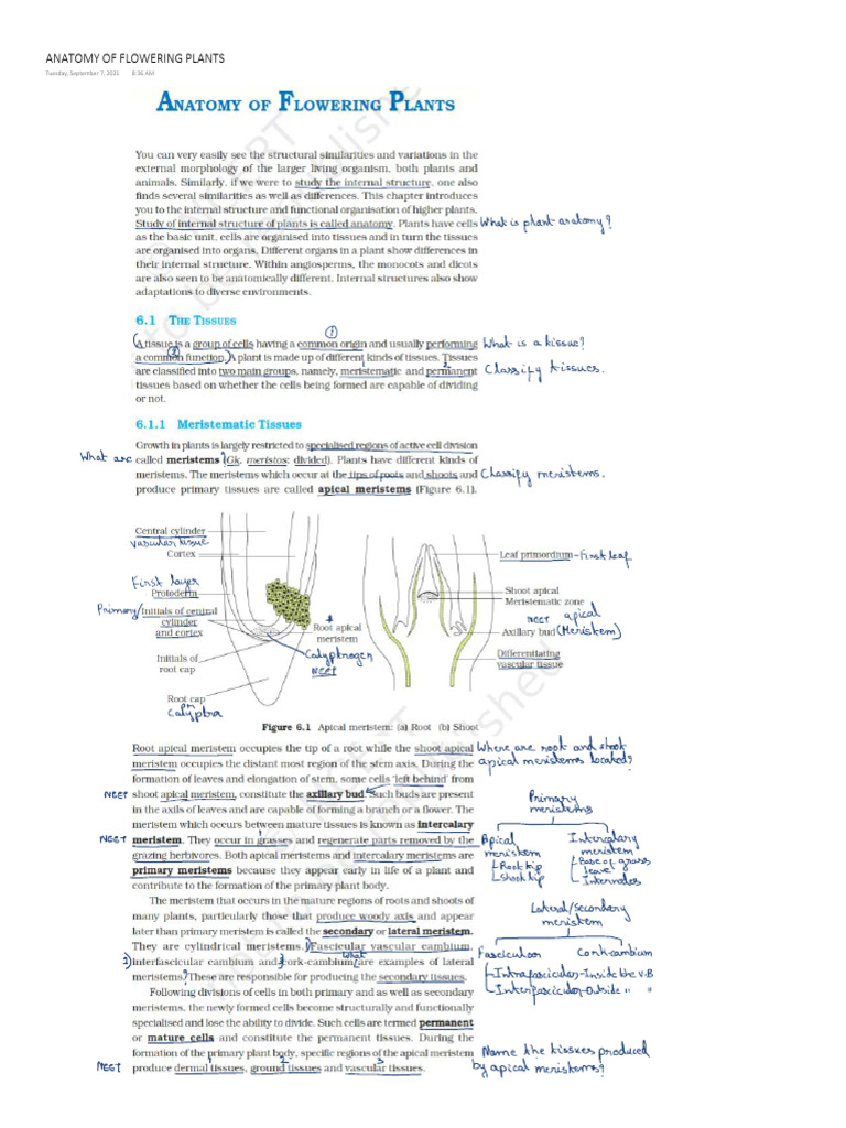Anatomy of Flowering Plants Onenote | PDF