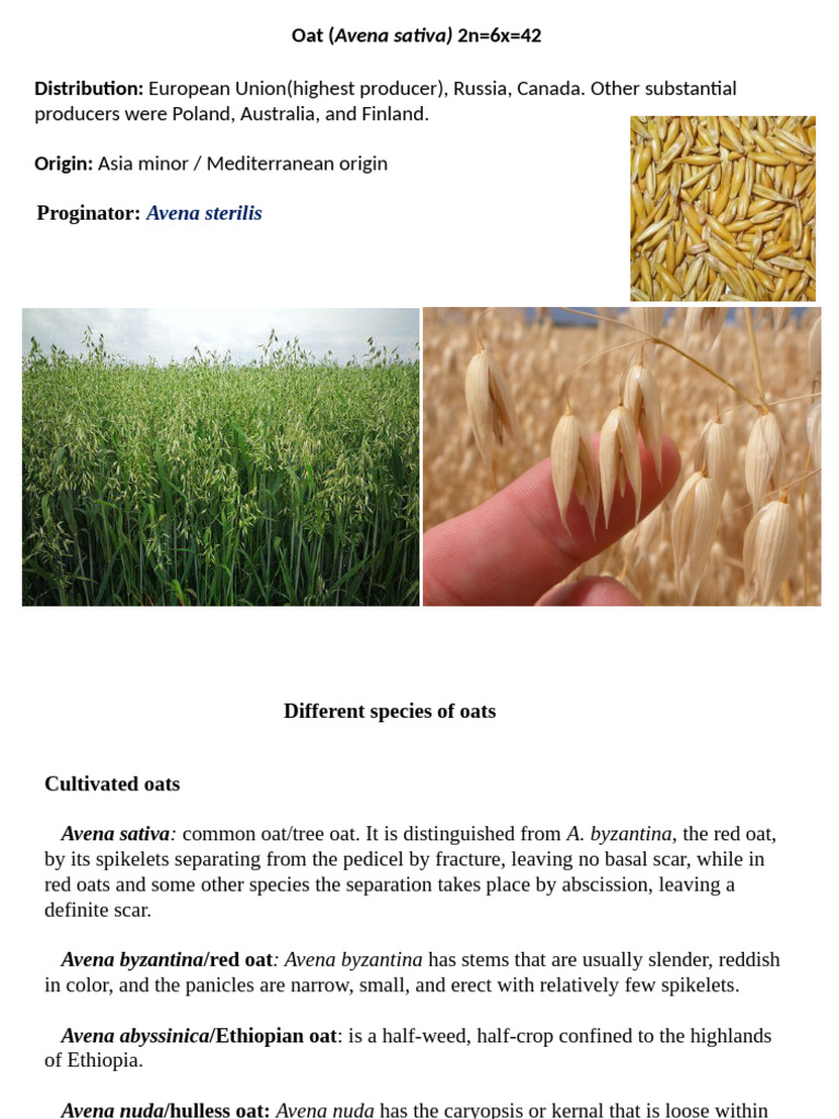 Oat Varieties and Breeding Techniques | PDF | Oat | Crops