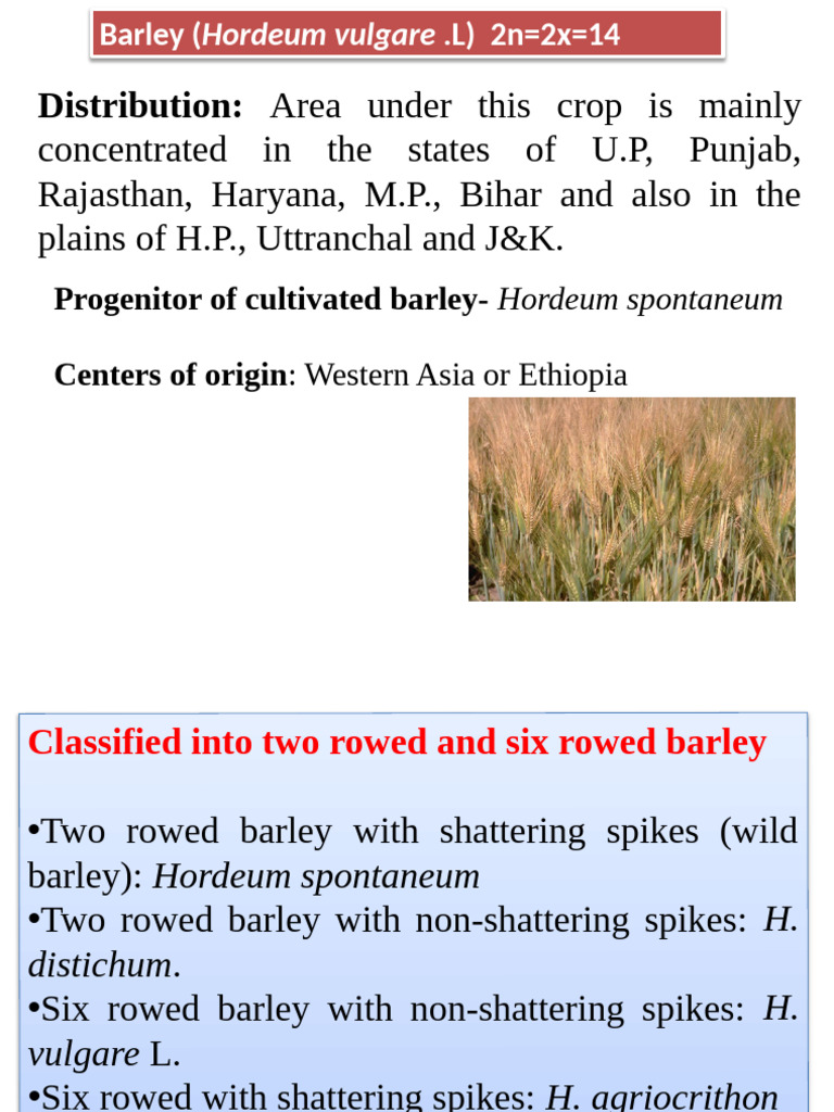 Barley Breeding | PDF | Barley | Plants