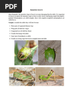 Insect Order Dichotomous Key | PDF | Insects | Arthropods