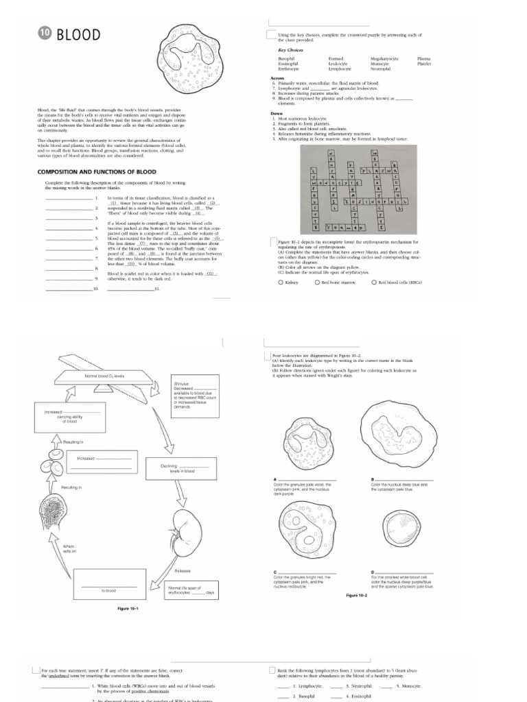 Activity 10 Blood Answer Key 1 | PDF