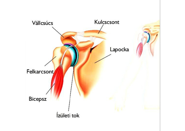 Váll Anatómia | PDF