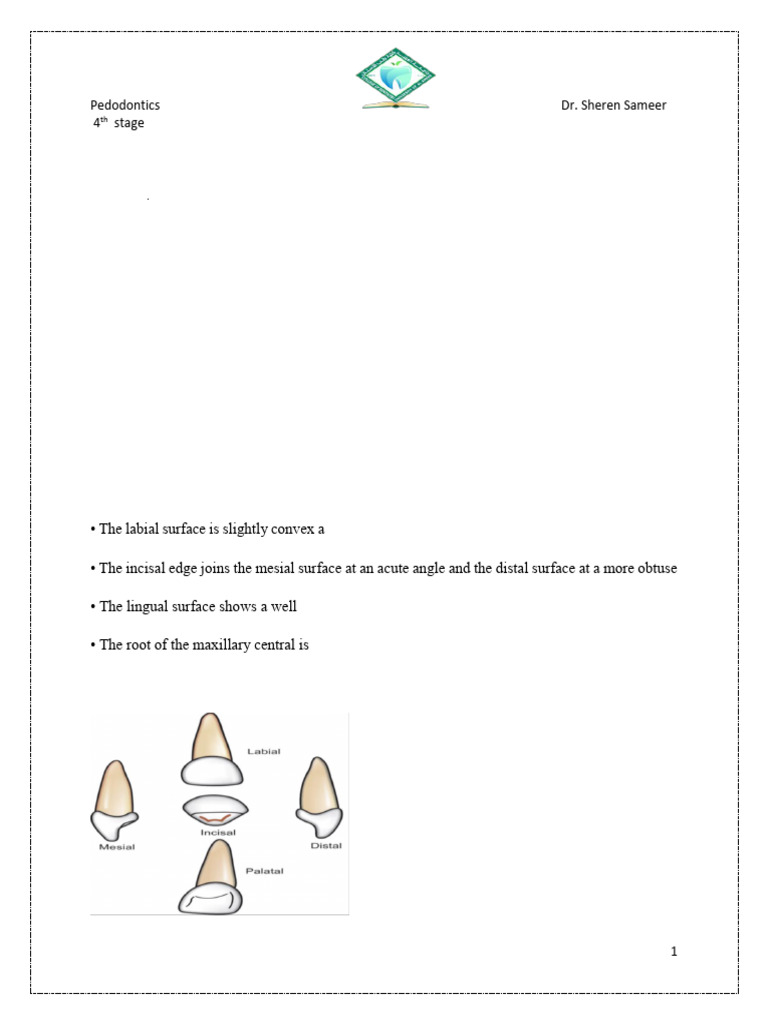 Lec.6 | PDF | Dental Anatomy | Dentistry