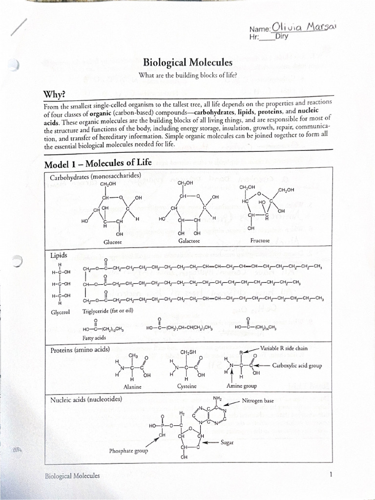 Biological Molecules | PDF