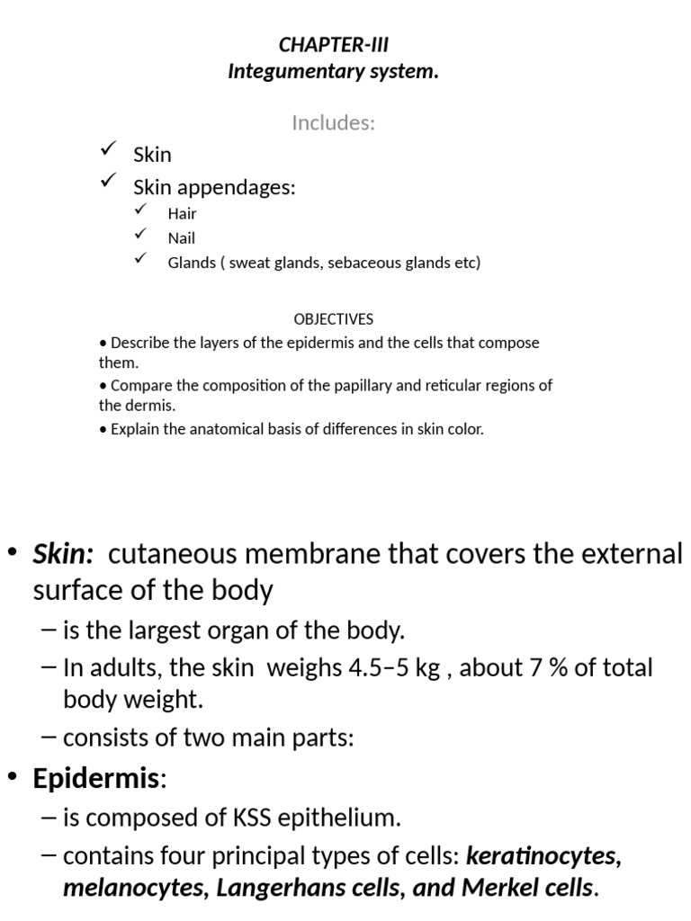 Integumentary System, Chapter 3 Human Anatomy | PDF | Skin | Epidermis