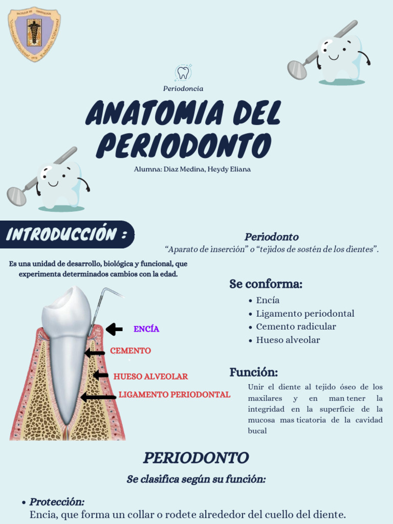 Anatomía y Función del Periodonto | PDF | Hueso | Epitelio