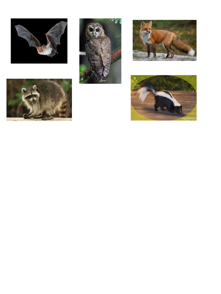 Animales Nocturnos | PDF