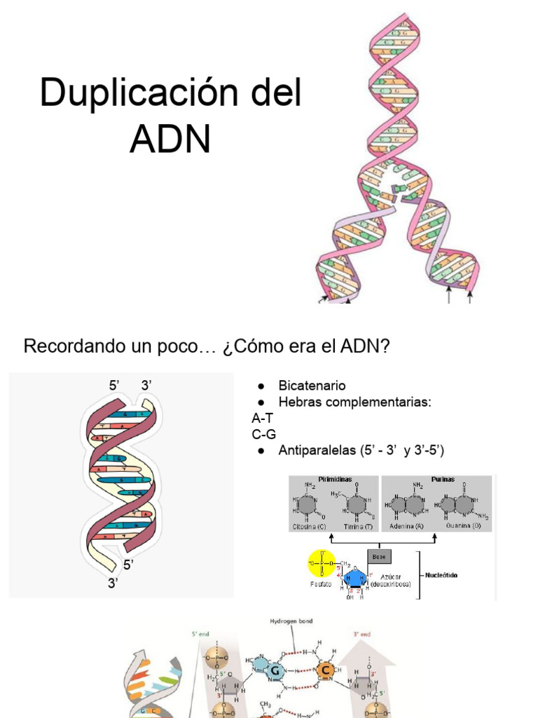 Duplicación Del ADN | PDF | Replicación De Adn | Adn