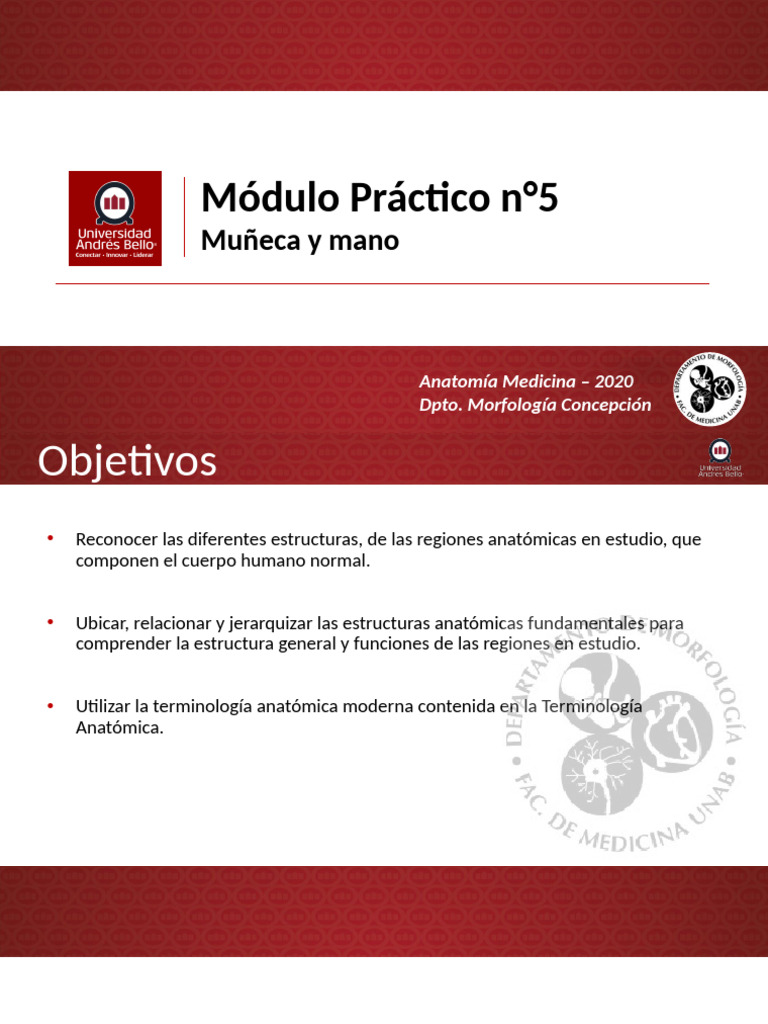 Practico N°5 - Muñeca y Mano Vacío | PDF | Mano | Anatomía humana