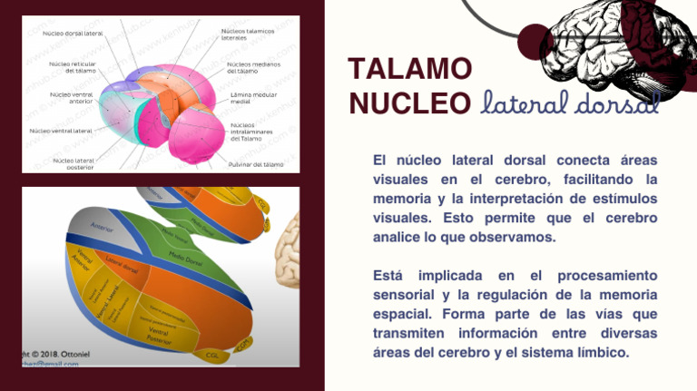 Talamo Nucleo Lateral Dorsal | PDF | Ciencia y matemáticas