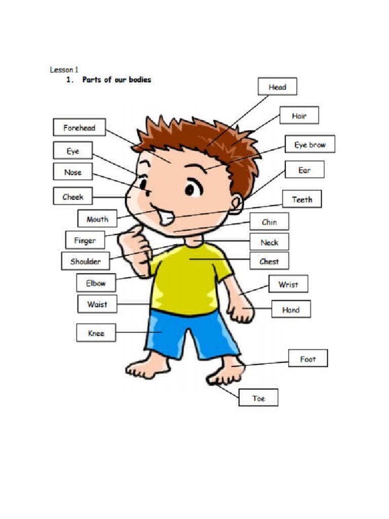 parts of body | PDF