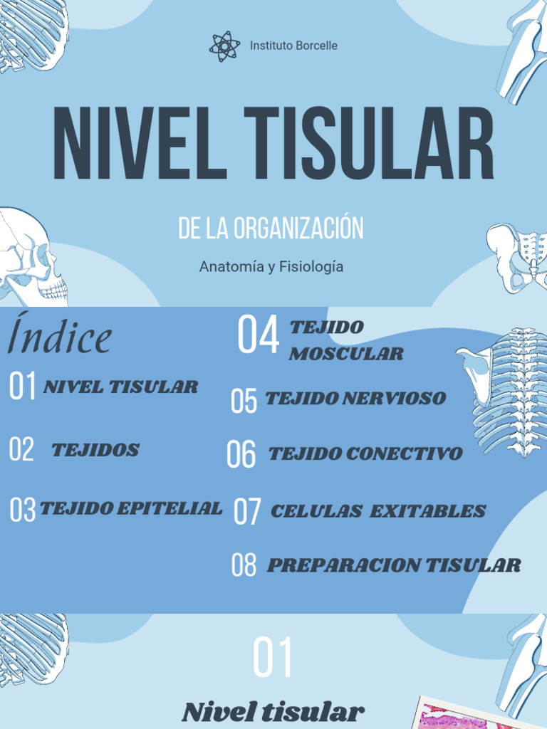 Presentación Diapositivas Anatomía Cuerpo Humano Ilustrativo Simple ...