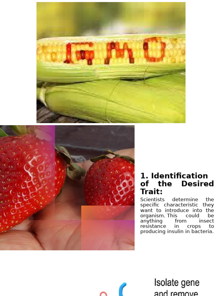 Gmo | PDF | Plasmid | Transformation (Genetics)