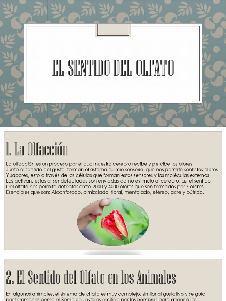 Comprendiendo el Sentido del Olfato | PDF | Enfermedades y trastornos ...