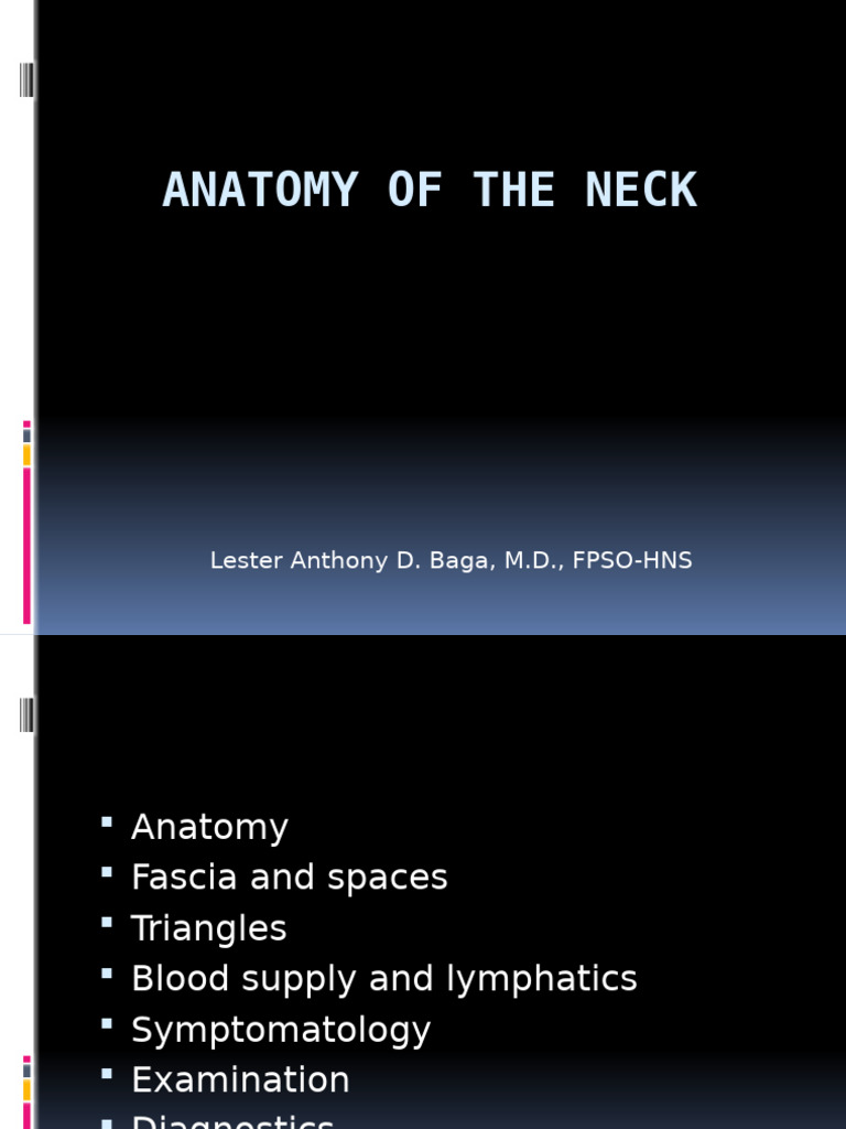 Anatomy of the Neck | PDF | Neck | Common Carotid Artery