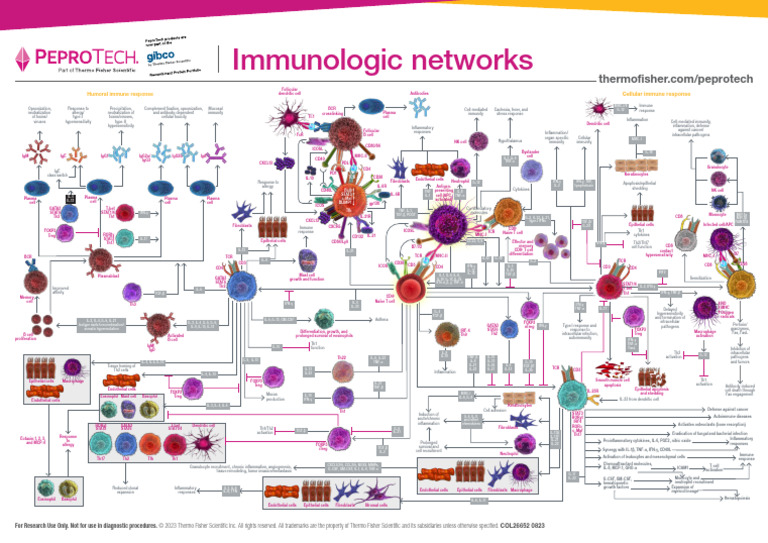 Immunologic Networks Poster | PDF | T Helper Cell | Immune System