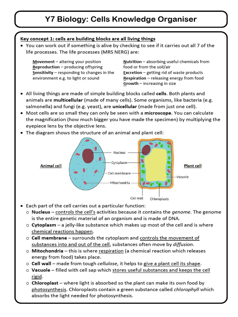 Y7 Biology - Cells Knowledge Organiser Website Copy Final | PDF | Cell ...