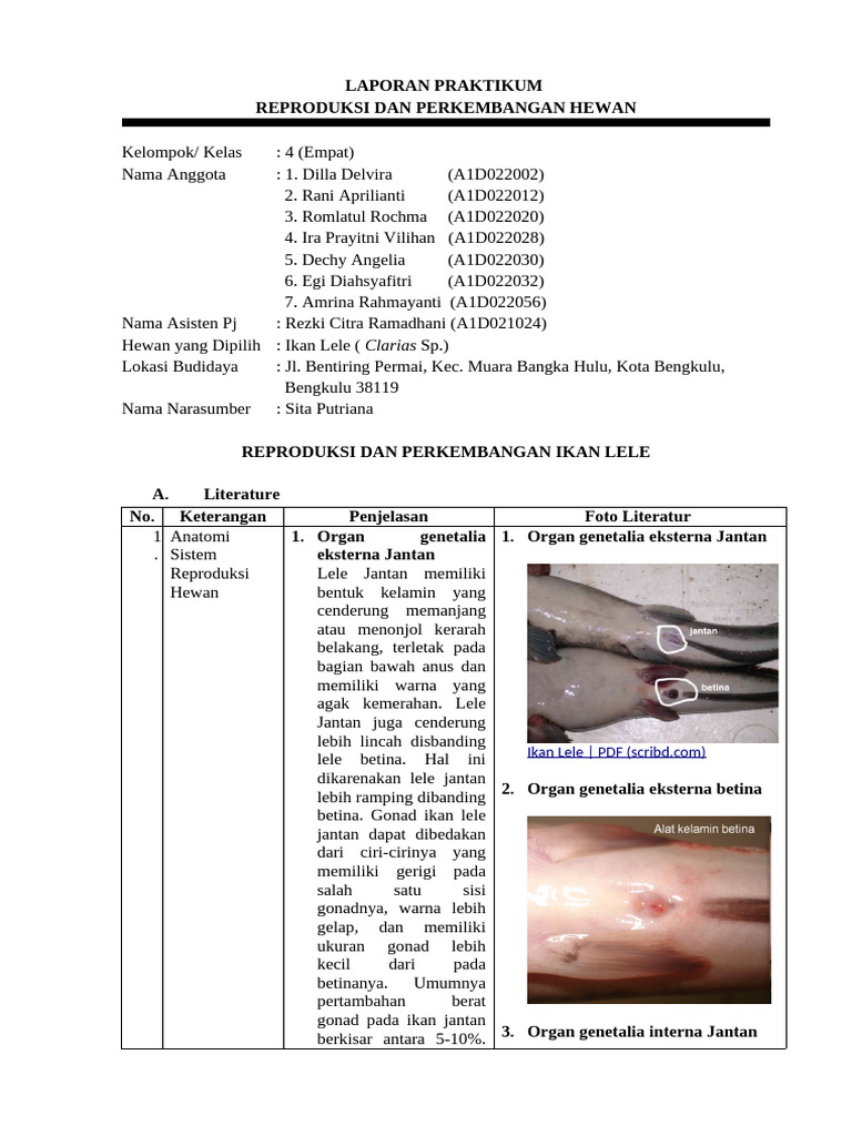 Laporan Reproduksi Dan Perkembangan Hewan - Kel.4 | PDF