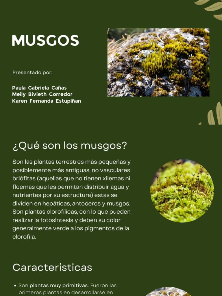 Musgos | PDF | Musgo | Plantas