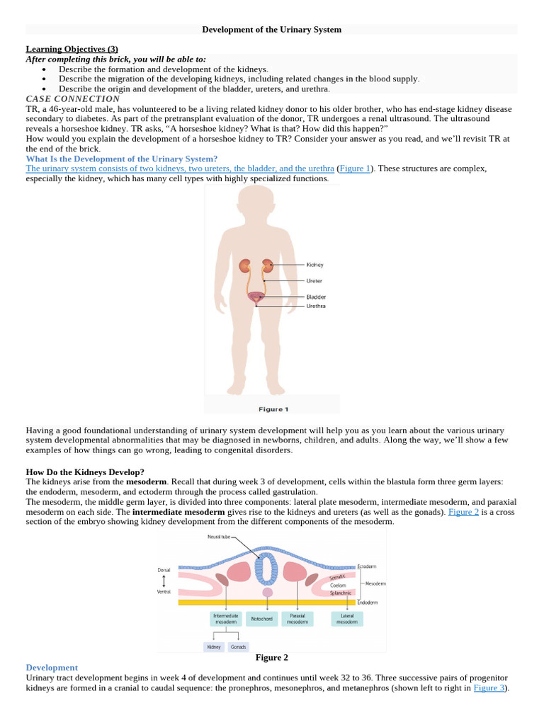 Development of the Urinary System | PDF | Kidney | Organ (Anatomy)