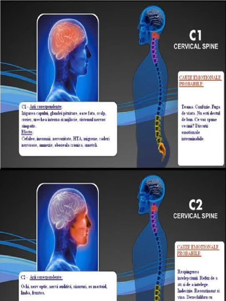 Coloana Vertebrala Si Corespondentele | PDF