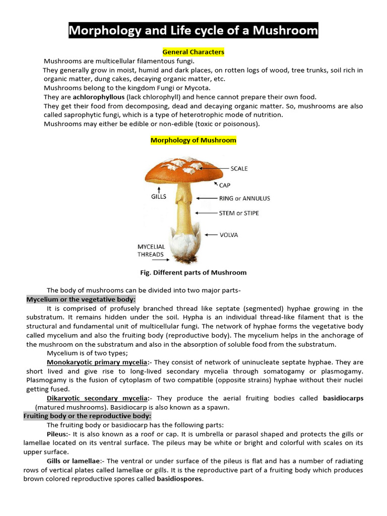 Morphology and Life Cycle of A Mushroom | PDF | Reproduction | Mycology