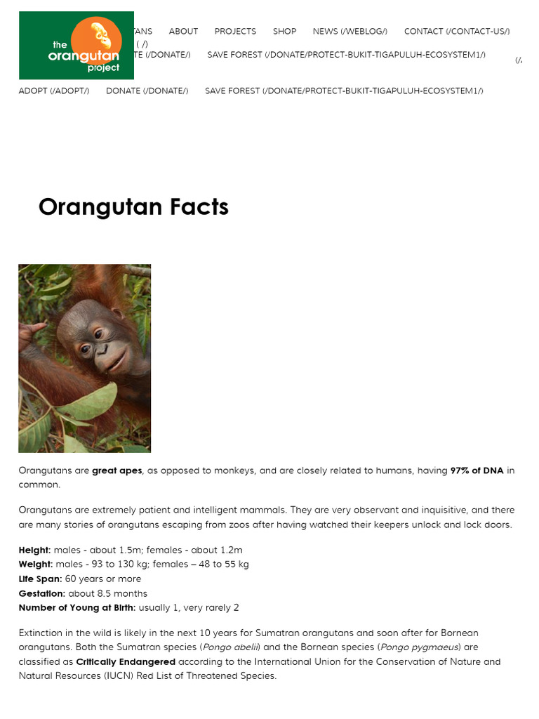 Orangutan Facts - The Orangutan Project | PDF | Orangutan ...