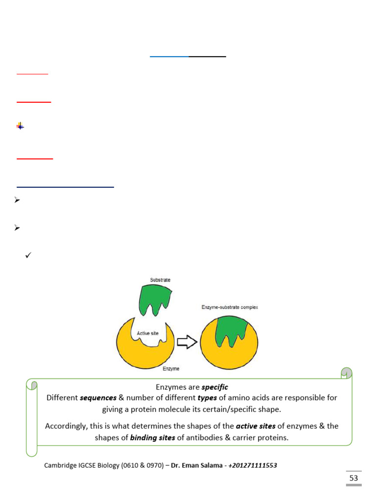 bio Topic 5 Enzymes notes (Eman Salama) | PDF | Enzyme | Active Site