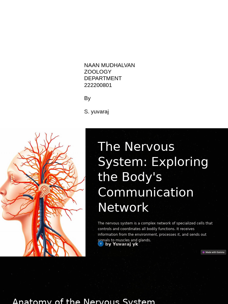 The Nervous System Exploring The Bodys Communication Network | PDF ...