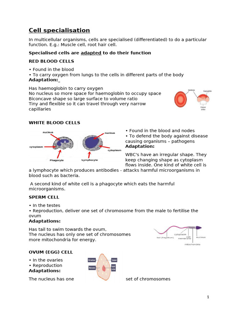 2 Cell specialisation notes | PDF | Cell (Biology) | Mucus