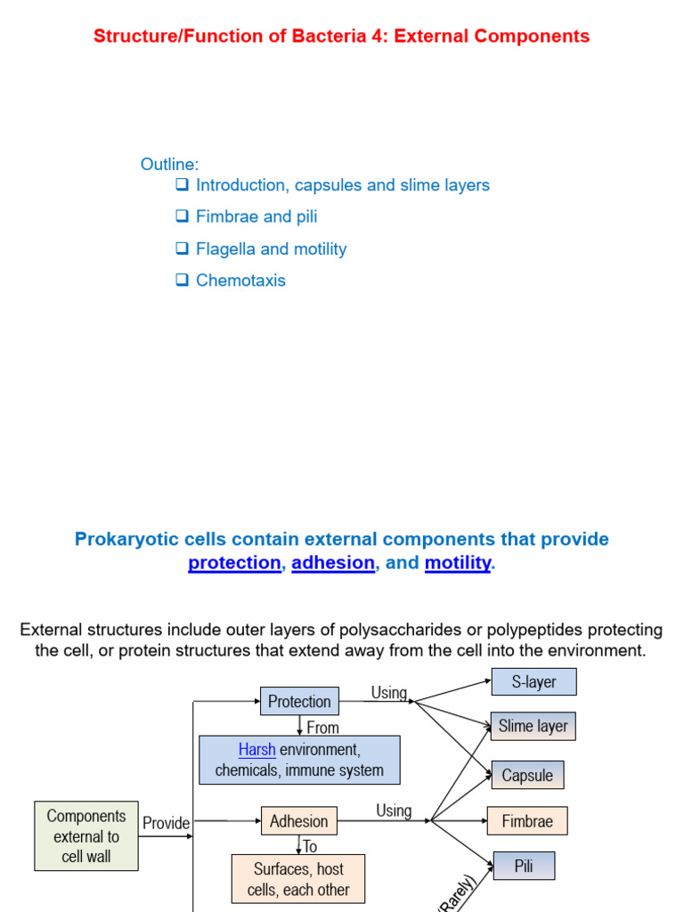 08 External | PDF | Bacteria | Cell (Biology)