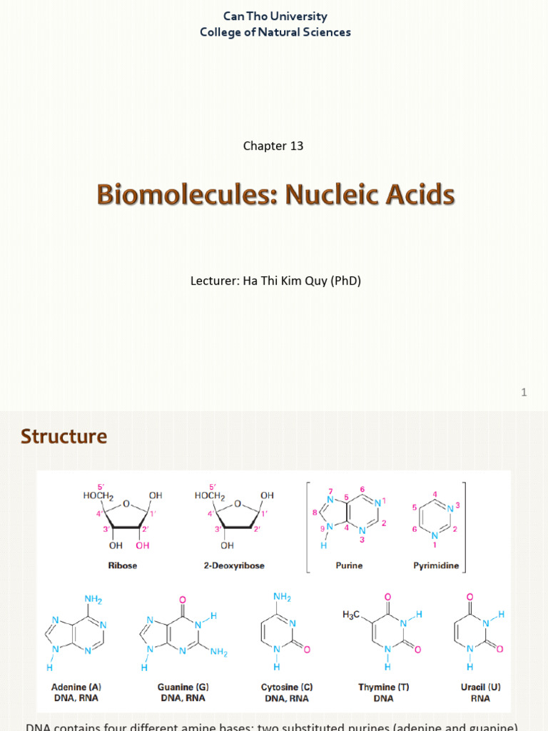 Chapter 13. Nucleic Acids | PDF