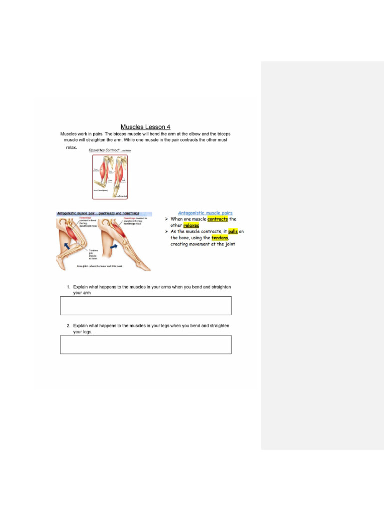 3501 - File - Worksheet On Skeleton and Joints | PDF