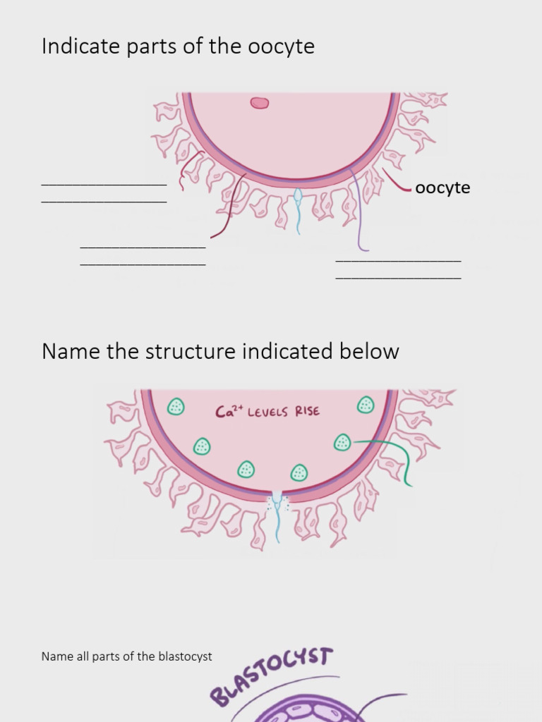 Mid Part 1 | PDF | Heart | Aorta