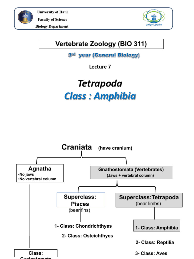 Overview of Amphibian Classification and Anatomy | PDF | Amphibian | Heart