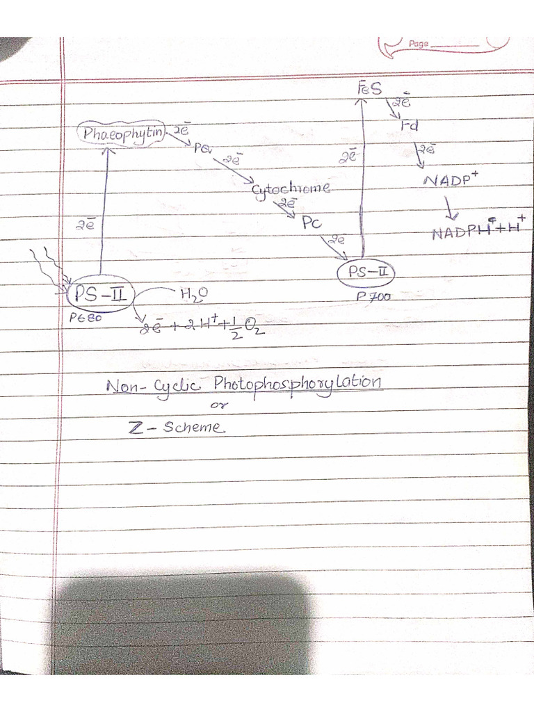 Cyclic and Noncyclic Photophosphorylation | PDF