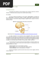 Anatomia do Terço Superior da Face | PDF | Anatomia humana | Cabeça e ...