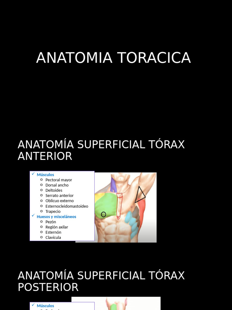 Anatomía Torácica y Pulmonar | PDF | Tórax | Pulmón