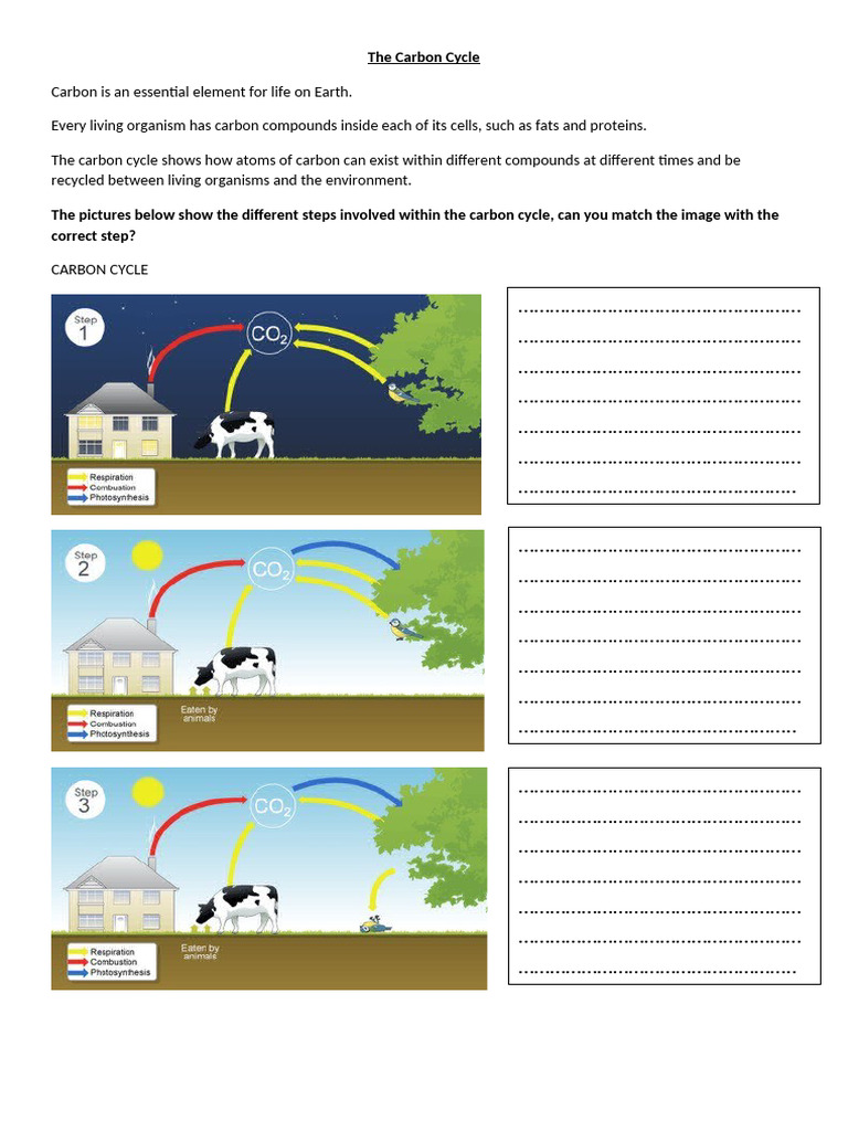 Carbon Cycle Worksheet and Activities | PDF | Combustion | Decomposition