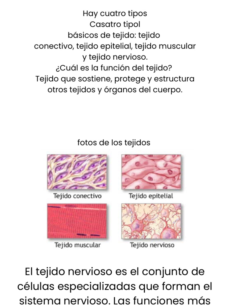 Los tejidos son capas de células similares que cumplen con una función específica. Los ...