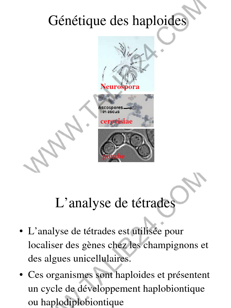 04 Analyse Genetique Chez Les Haploides - Watermark | PDF | Méiose ...