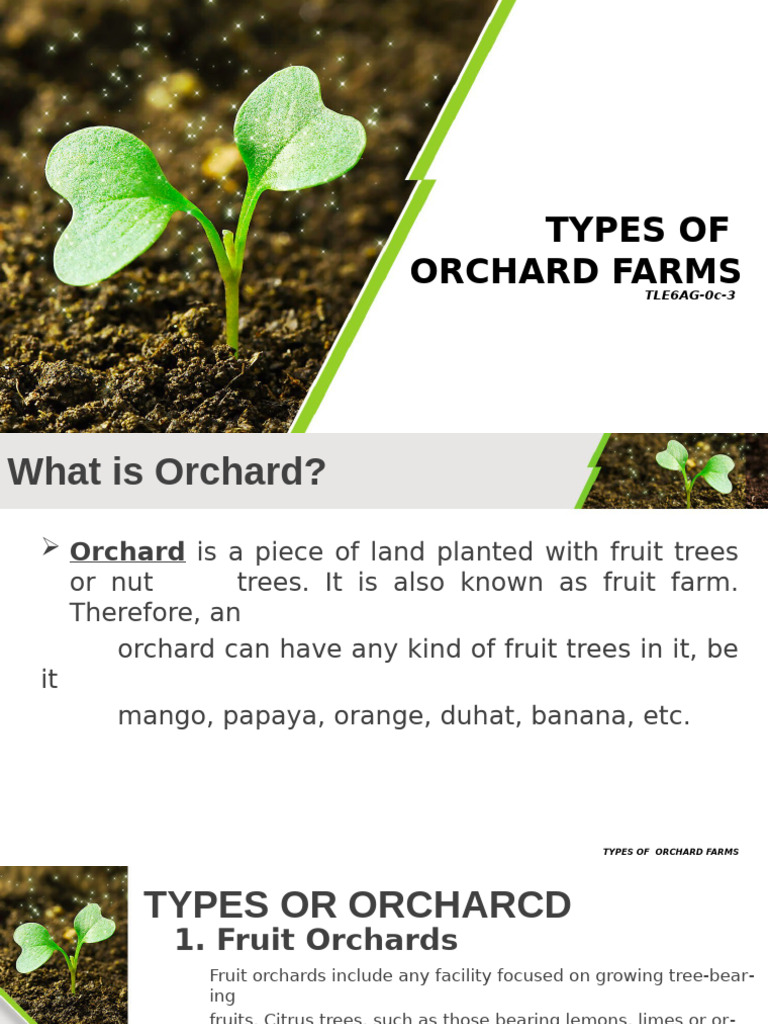 Types of Orchard Farms Explained | PDF | Trees | Orchard
