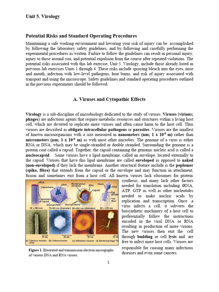 Unit 5 Virology - 221028 - 153719 | PDF | Bacteriophage | Virus