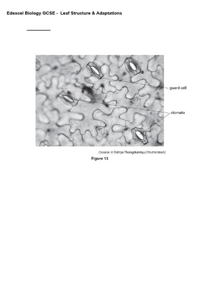 Leaf Structure & Adaptations GCSE Guide | PDF | Leaf | Stoma