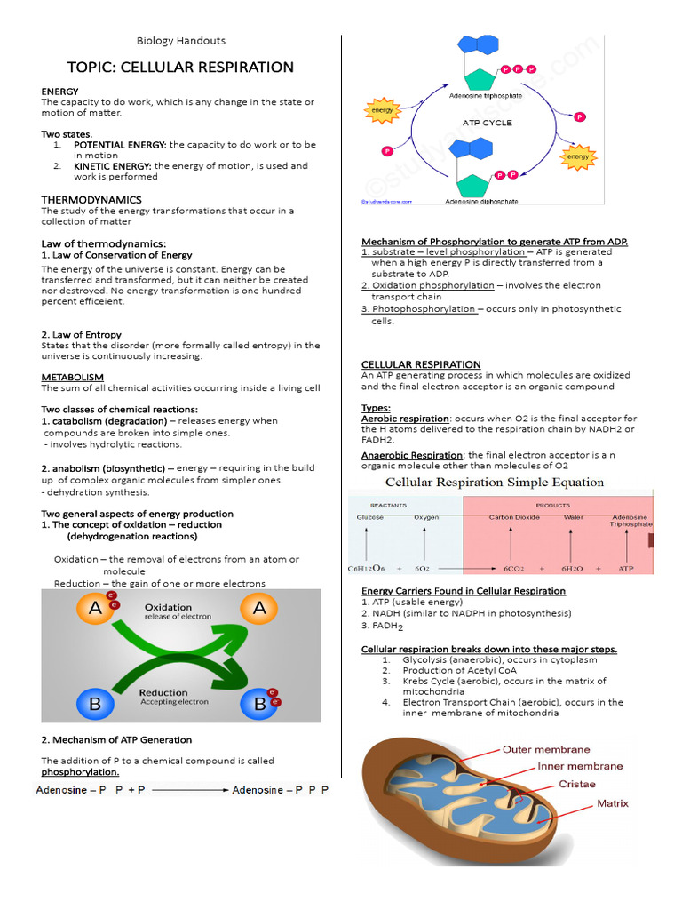 Cellular Respiration Explained: ATP Production | PDF | Cellular ...