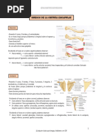 Anatomía de la Mano y Muñeca | PDF | Mano | Articulaciones