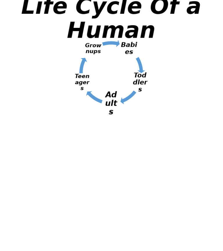 Life Cycle Of a Human | PDF