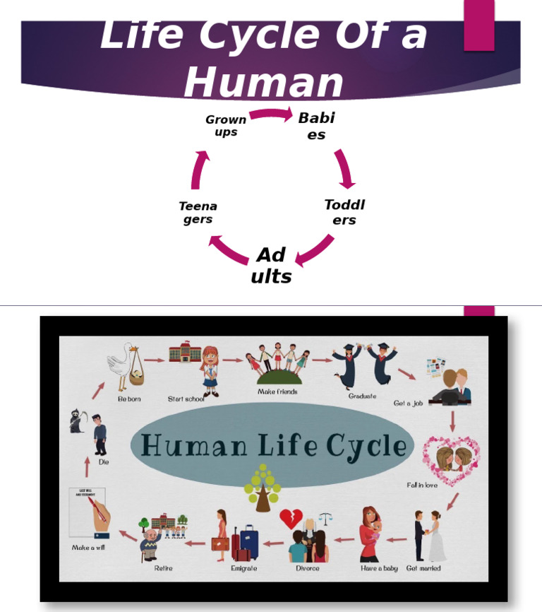 Life Cycle of A Human (Autosaved) | PDF