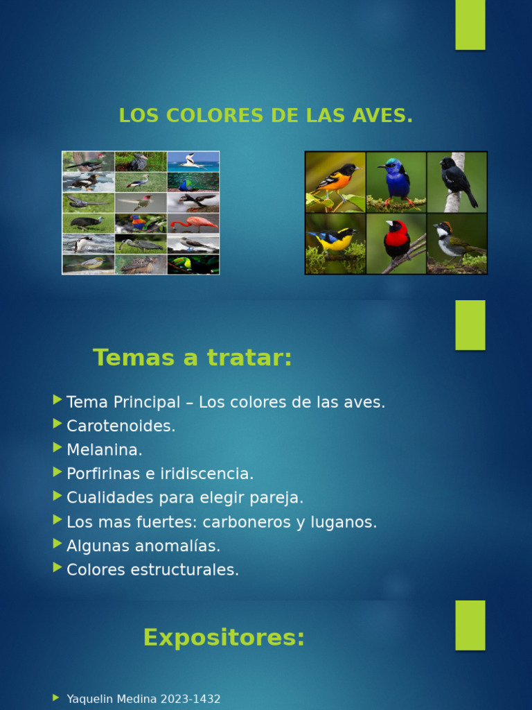 Los Colores de Las Aves | PDF | Hogar, jardinería y bricolaje